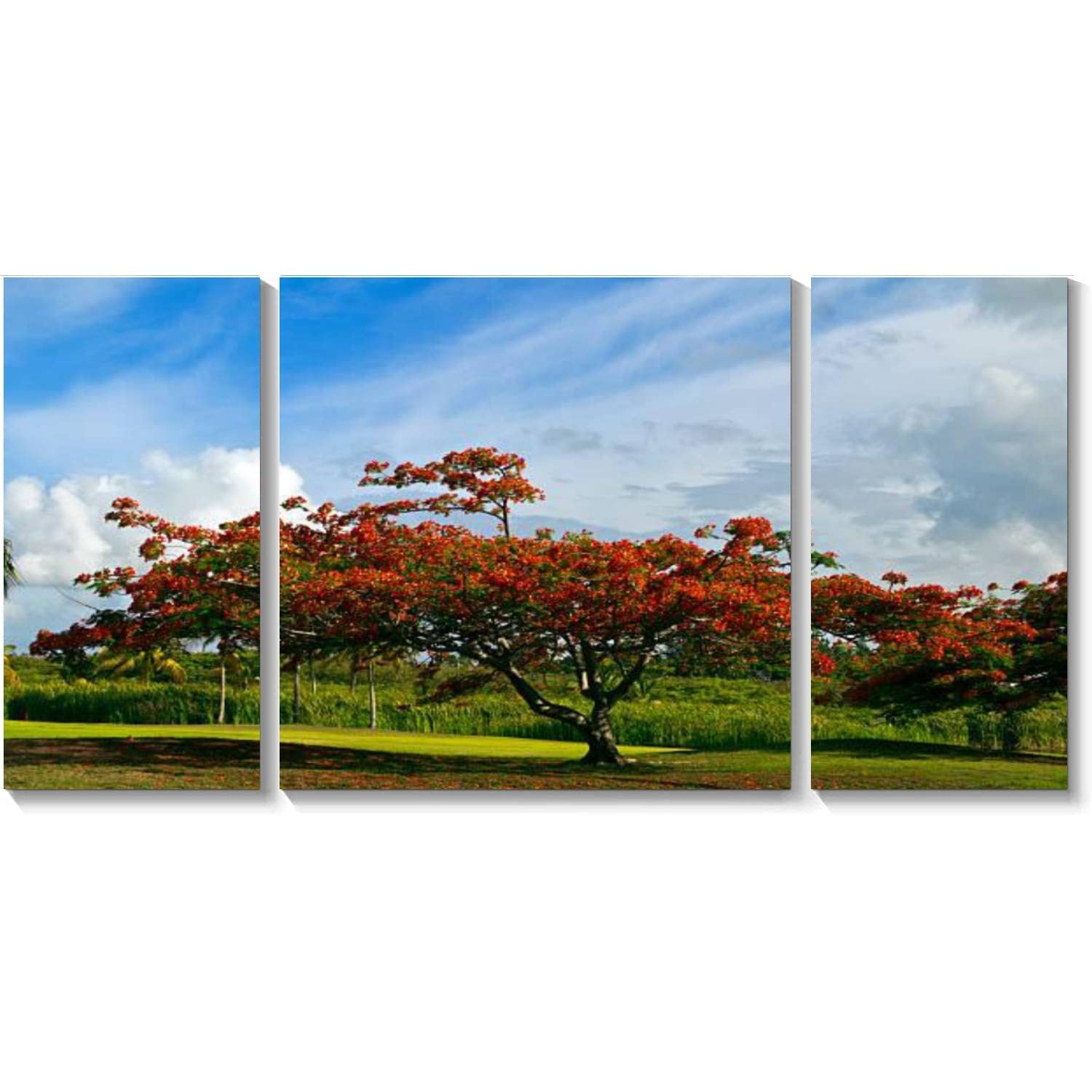 Blue Flamboyant Tree