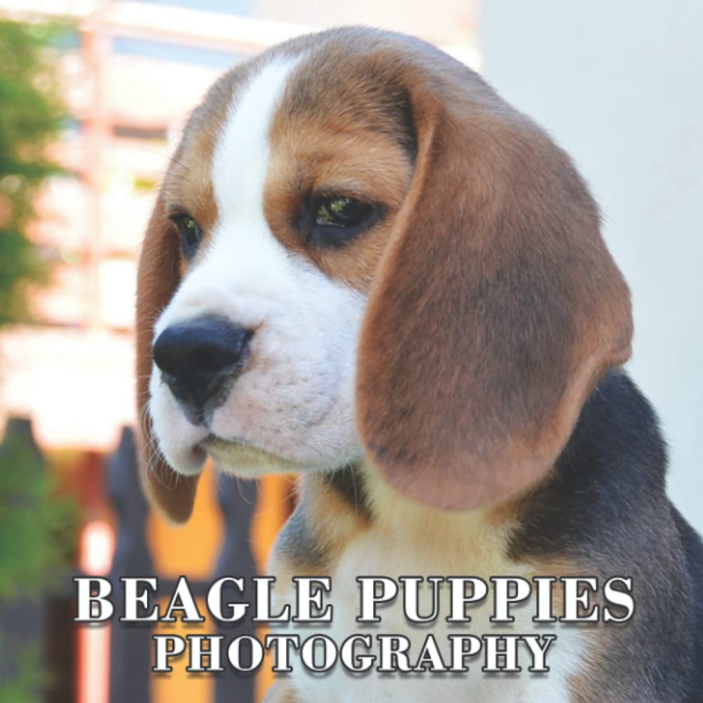 Beagle Puppies Photo Book: An Amazing Collection With Compelling Photos ...