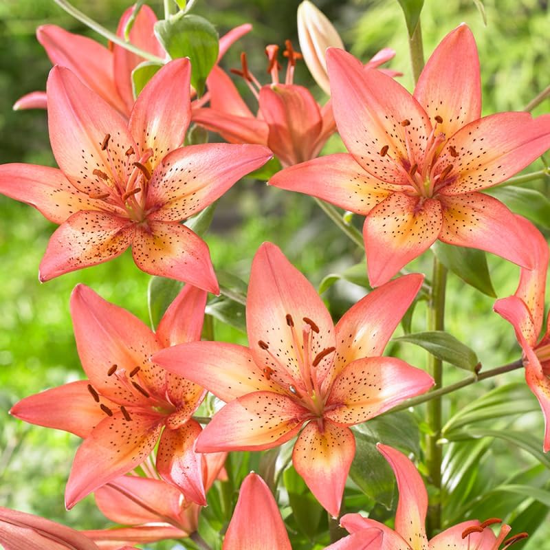 Amazon.com : Trogon Asiatic Lily Flower Bulbs - 3 Lilies Per Pack ...