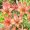 Amazon.com : Trogon Asiatic Lily Flower Bulbs - 3 Lilies Per Pack ...