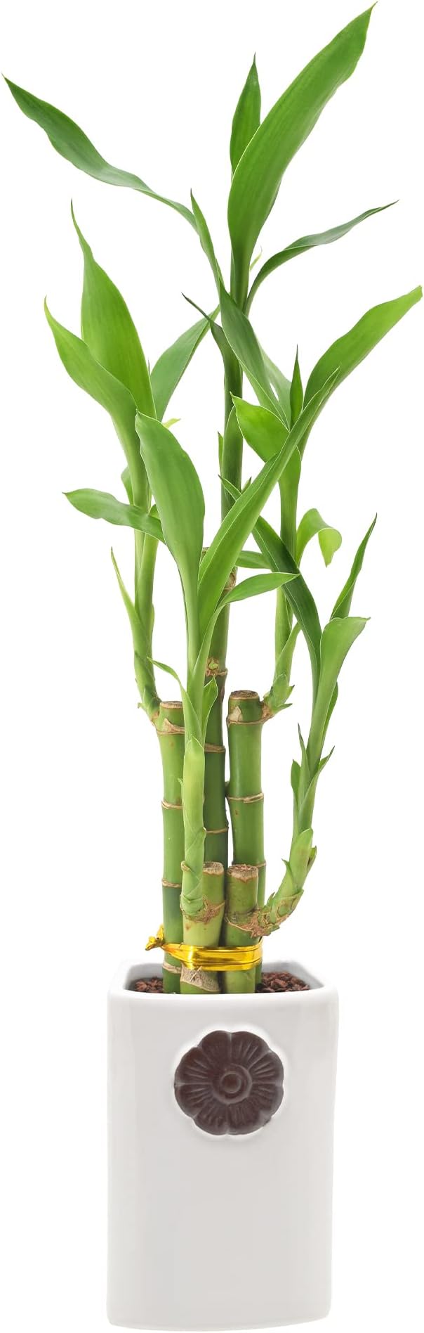 Amazon.com : Costa Farms Lucky Bamboo Plant, Easy to Grow Live Indoor ...