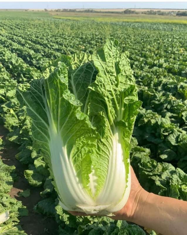 Radha Krishna Agriculture® Chinese Cabbage Vegetable Seeds | organic ...