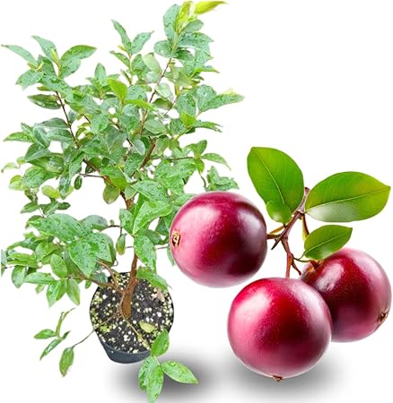 Amazon.com : Ready to Bear Fruit Red Jaboticaba Tree Live Plant for ...