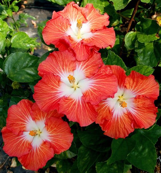 Florona Rare Chemparathi Plant Exotic Hibiscus ' Orange White ' 1 ...