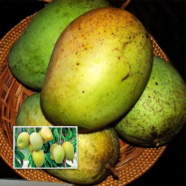 Cloud Farm Rare Dwarf King of Mango Plant Alphonso Grafted 1 Healthy ...