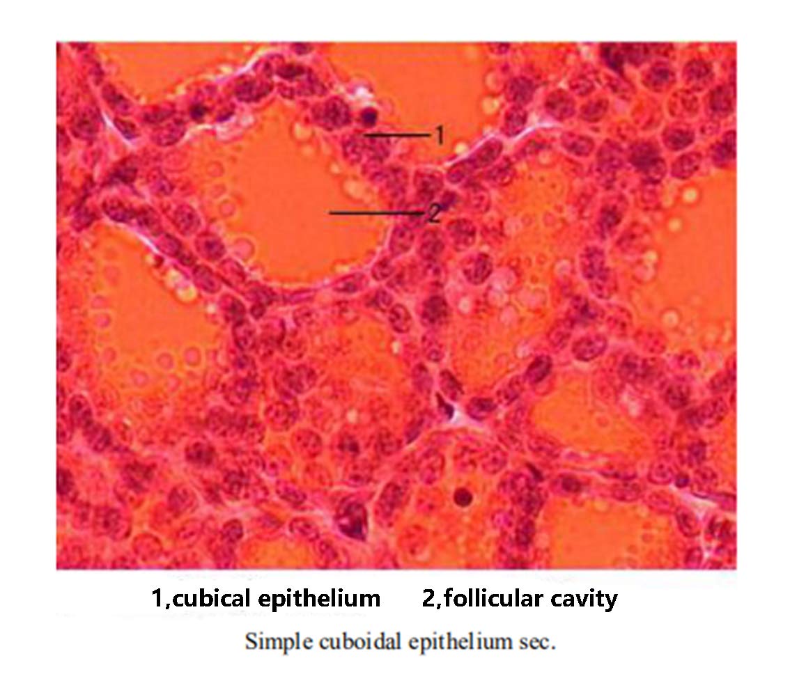 Simple Cuboidal Epithelial Tissue Slides