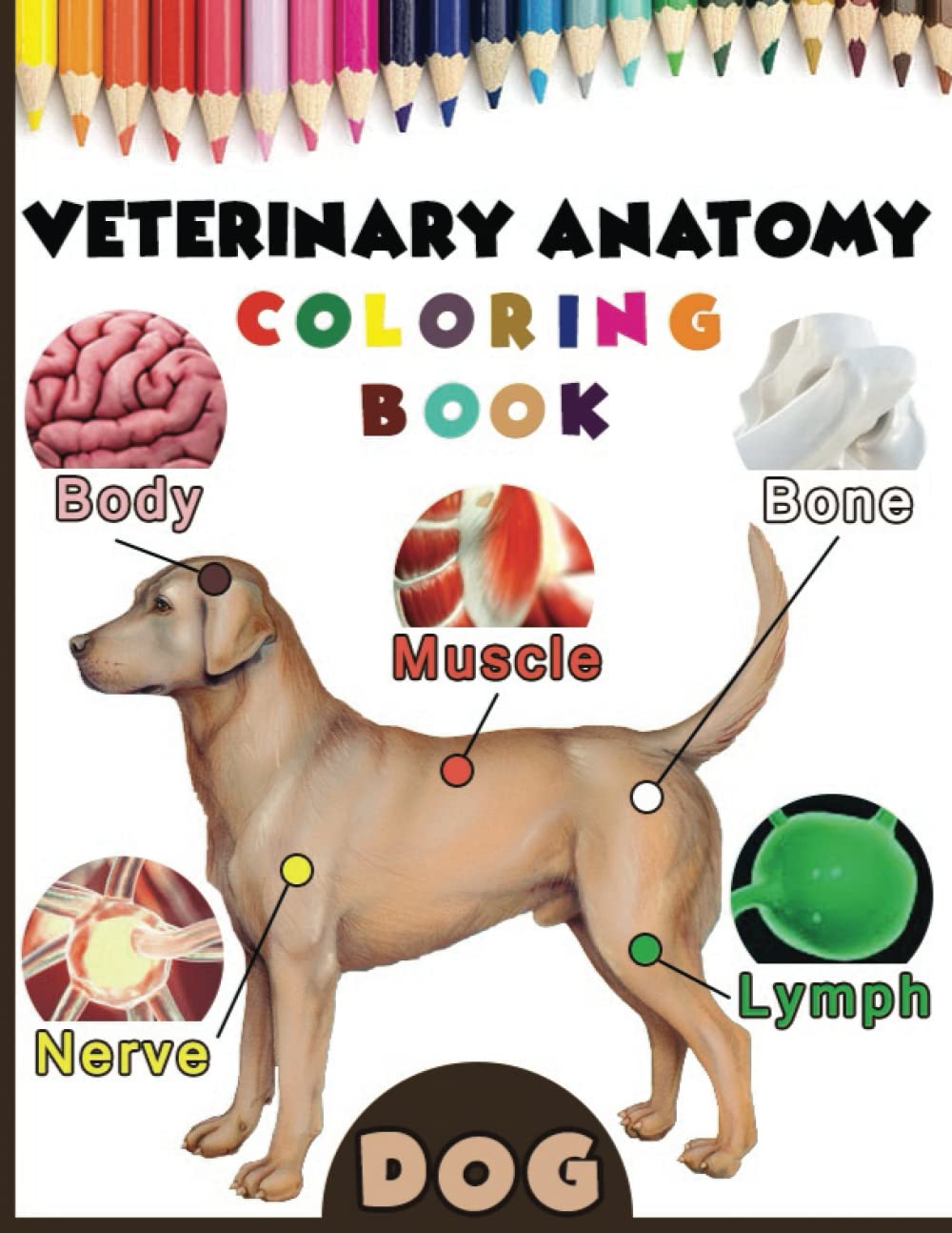 Buy Veterinary Anatomy Coloring Book , Dog Anatomy & Veterinary ...
