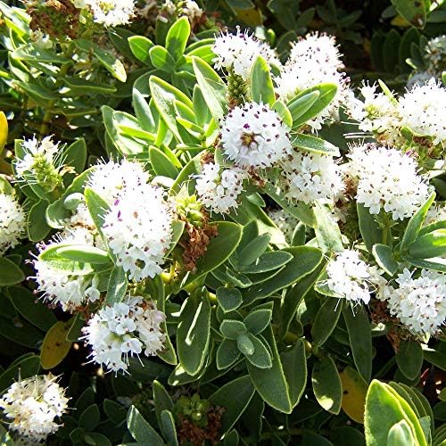 Hebe Albicans Hardy Evergreen Flowering Outdoor Garden Dwarf Shrub ...