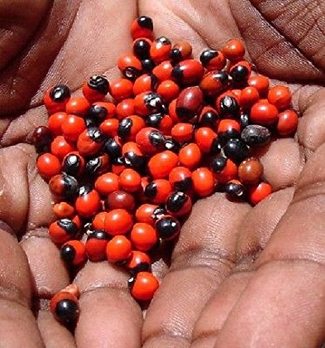 Astroghar Natural red chirmi Beads (21 pcs) gunja, goonja Seeds ...