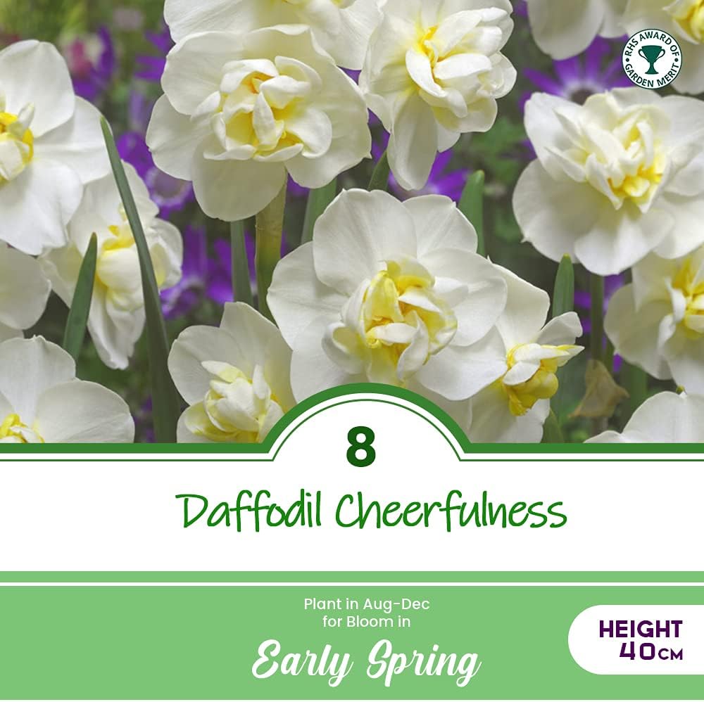8 x Daffodil Cheerfulness – RHS Award Winner – Narcissus Double ...
