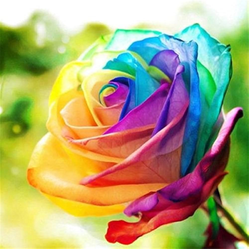 Beautiful rainbow rose flower plant pack of 1 : Amazon.in: Garden ...