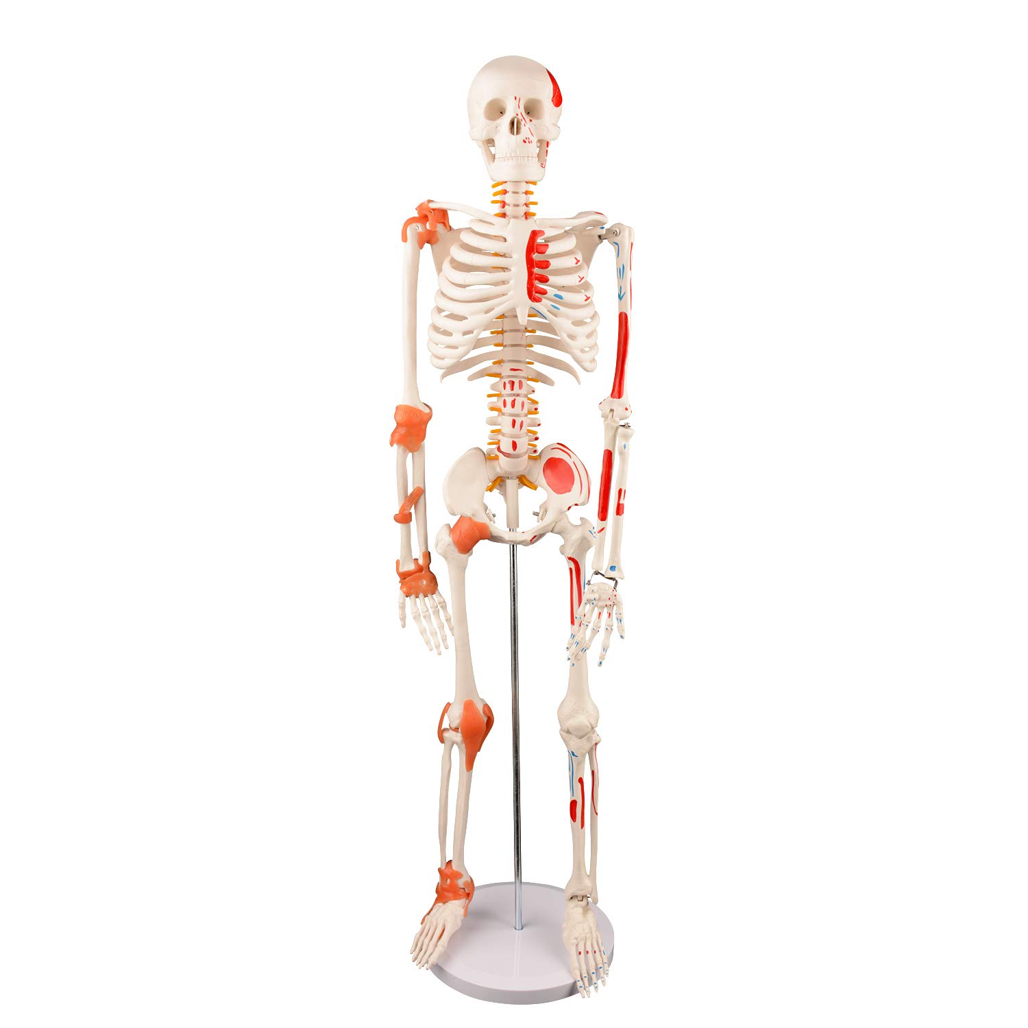 Buy Human Skeleton Model, 34" Half Life Size Skeleton Replica with ...