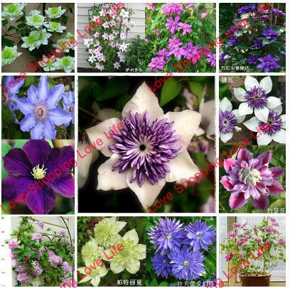 Clematis Flowers Mix, Clematis seeds, The Clematis Seeds Ed, 200 Pcs ...