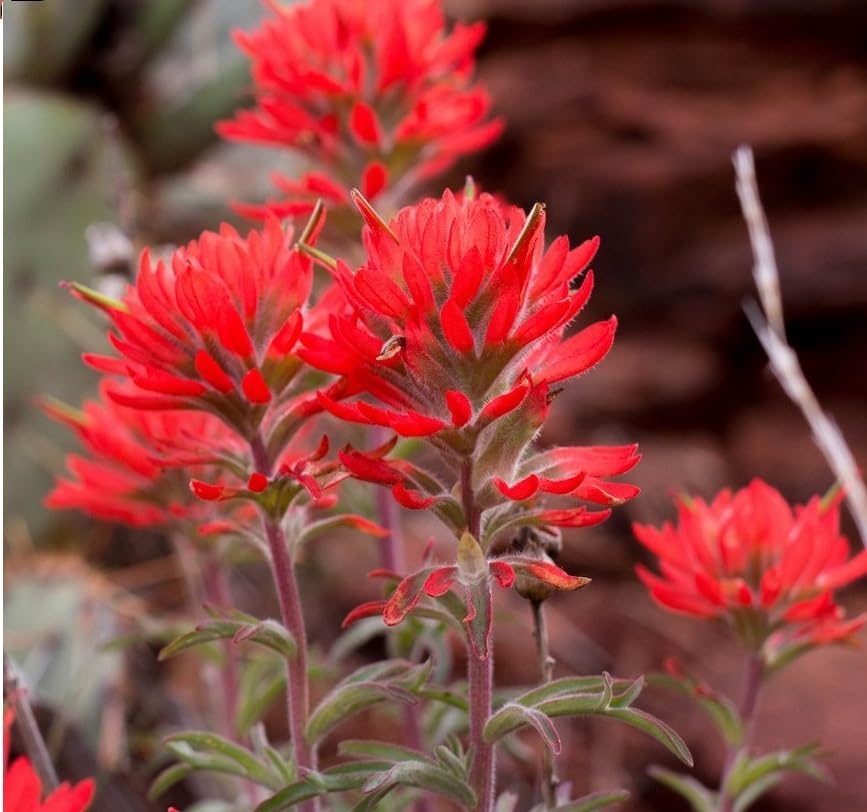 Amazon.com : Indian Paintbrush 200 Seeds : Patio, Lawn & Garden