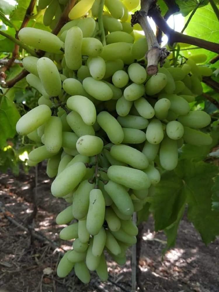 Haping Grapes Green Super Sonaka Seedless Variety Angoor Fruit Cutting ...