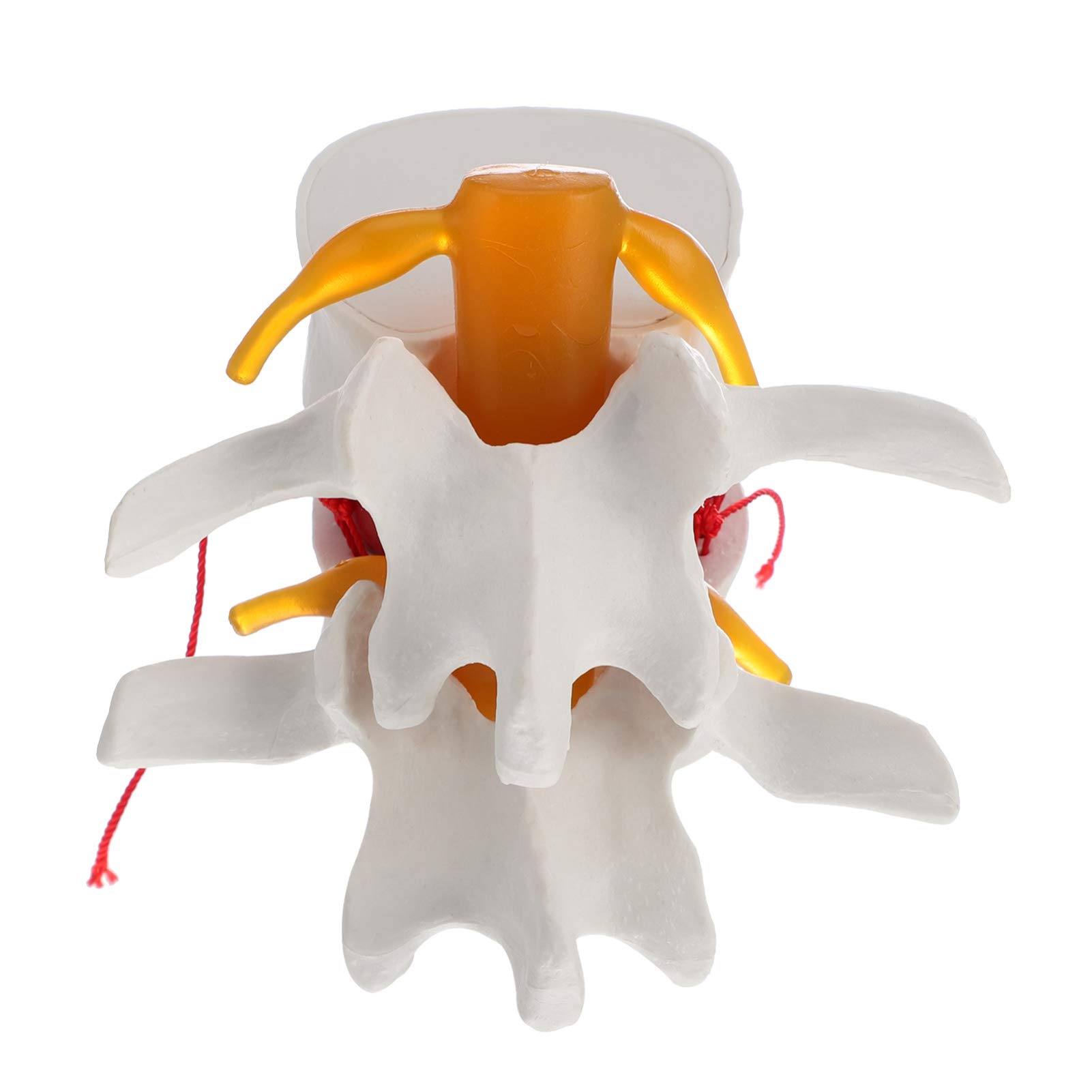 Buy Hemobllo Scientific Spine Model Anatomical Human Lumbar Vertebrae ...