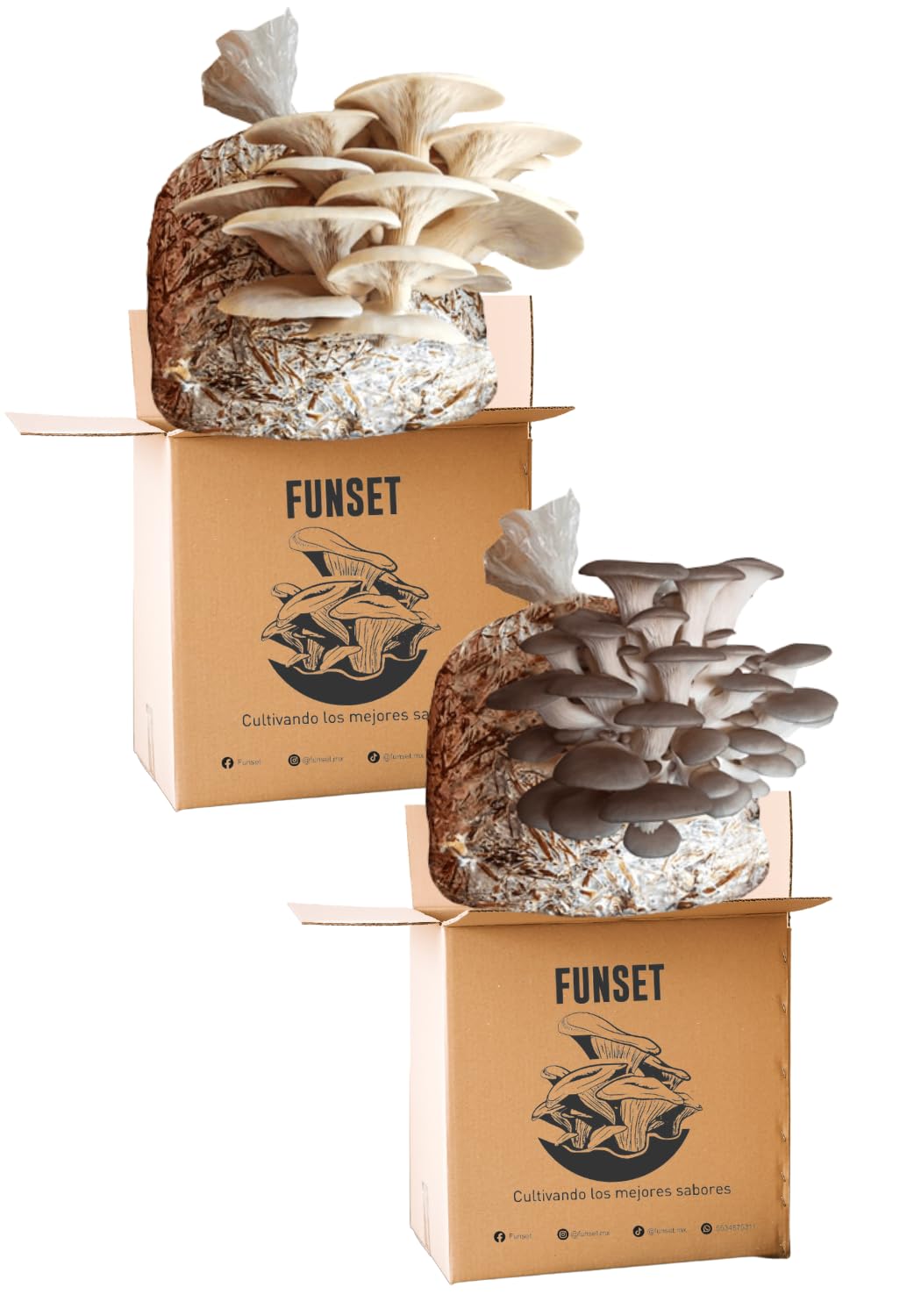 FUNSET - Kit de cultivo de hongos seta - Doble (blanco y gris) : Amazon ...