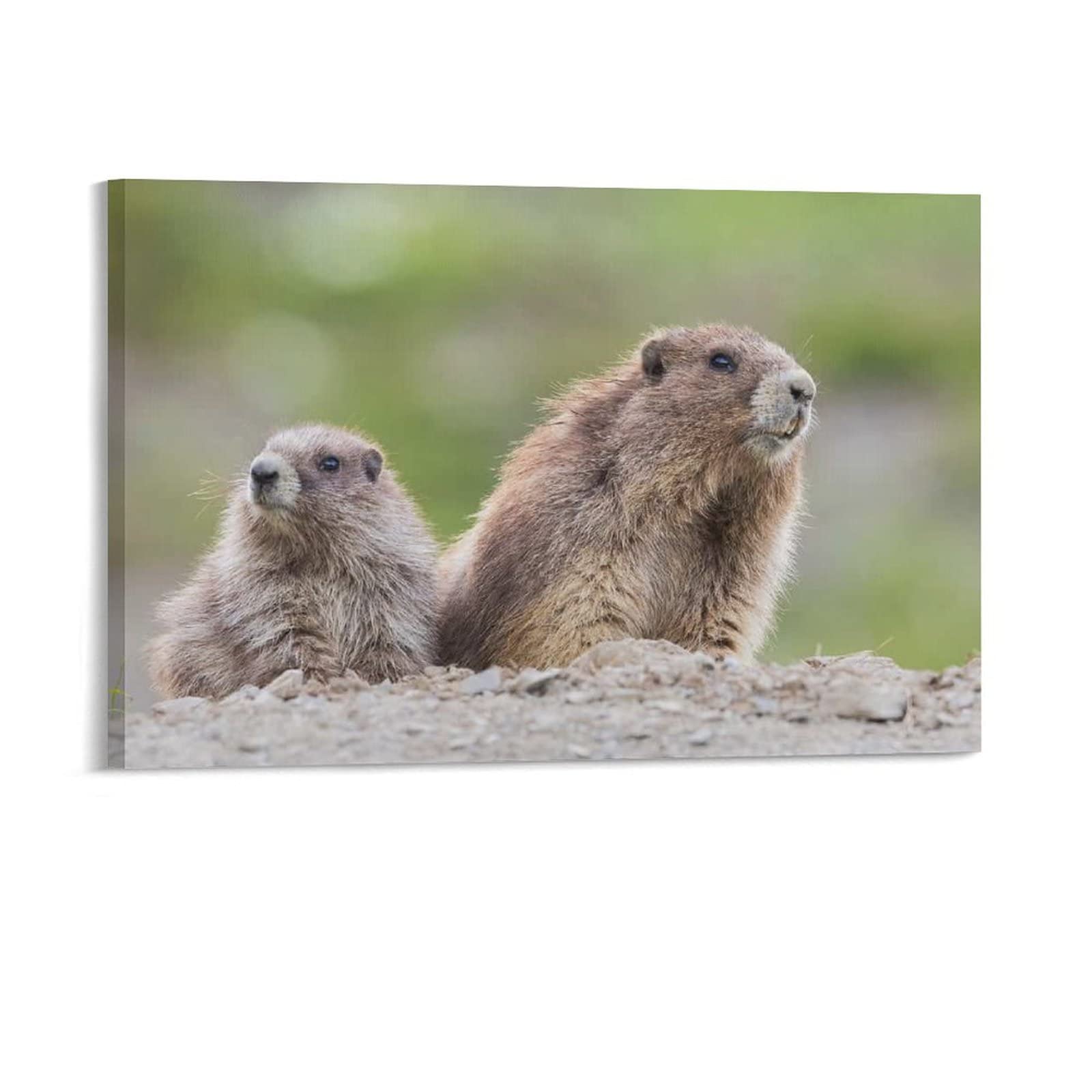 Funny Marmot