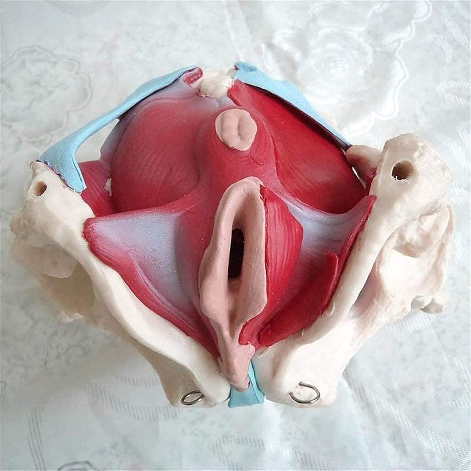 Buy Anatomy Model Of Female Pelvis Female Pelvis Skeletal Model buy-anatomy-model-of-female-pelvis-female-pelvis-skeletal-model