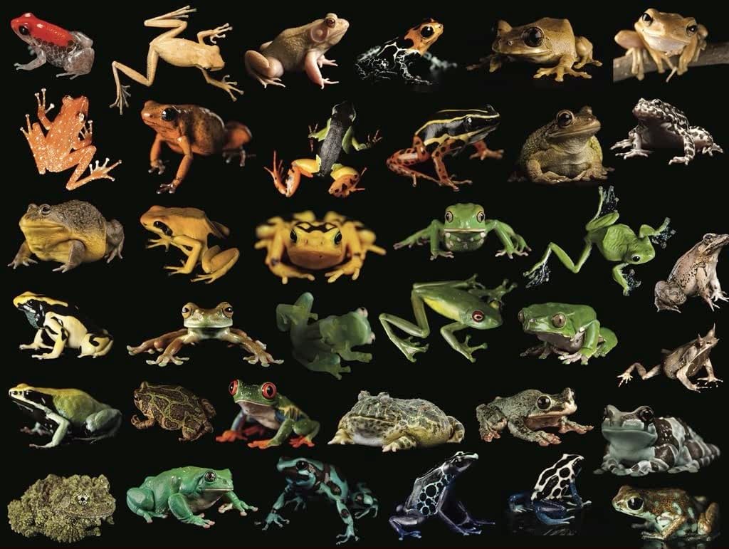 Amazon.com: New York Puzzle Company - National Geographic Photo Ark ...