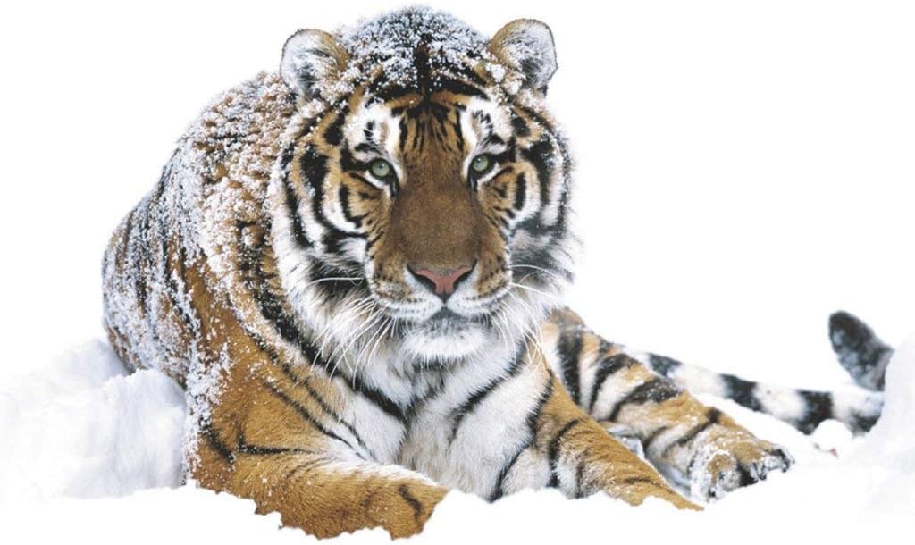 Amazon.com: Studio B Siberian Tiger Poster: Prints: Posters & Prints