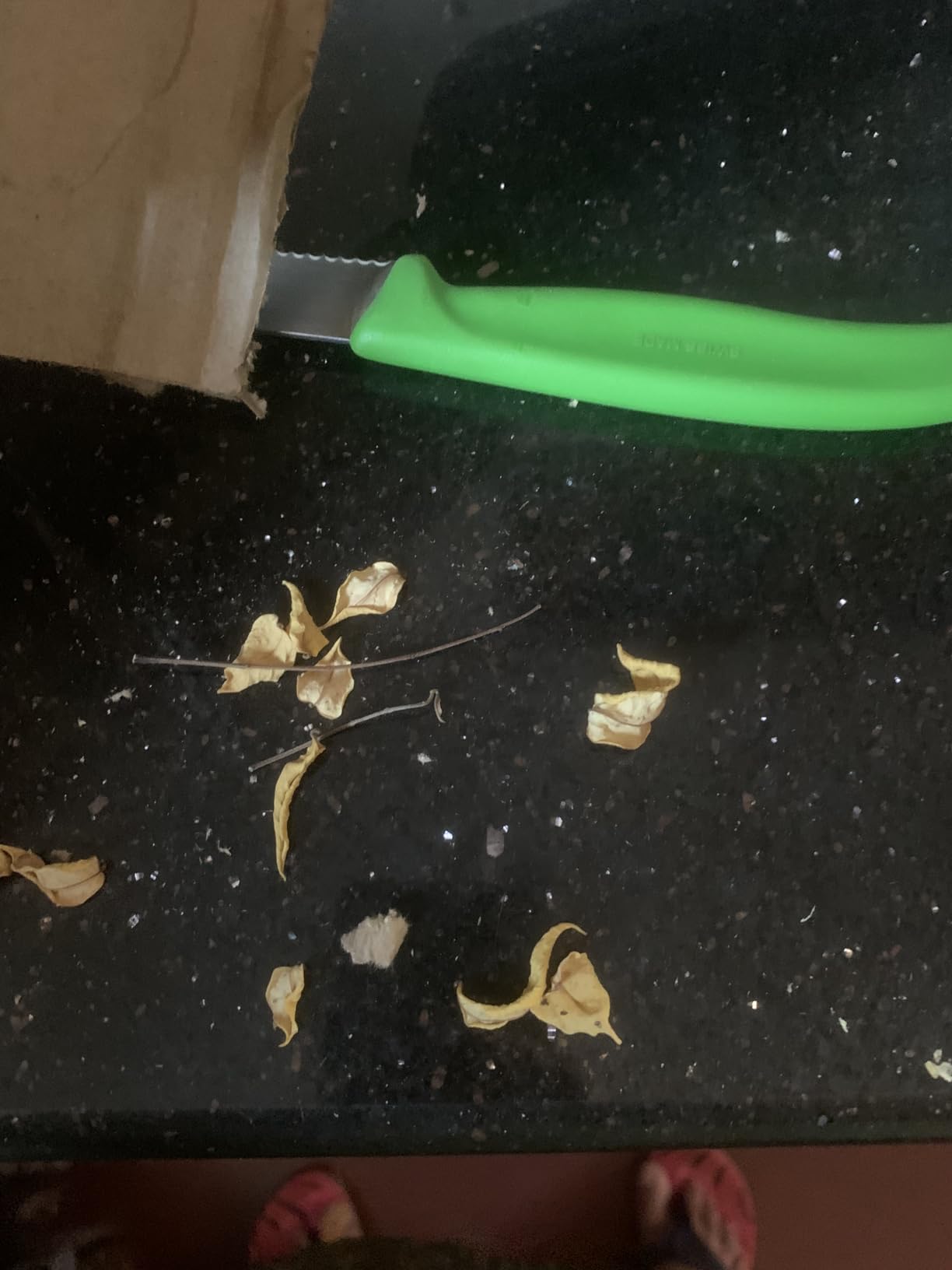 The Plant Bazar Live Plant Star Fruit | Grafted Carambola Exotic Fruit ...