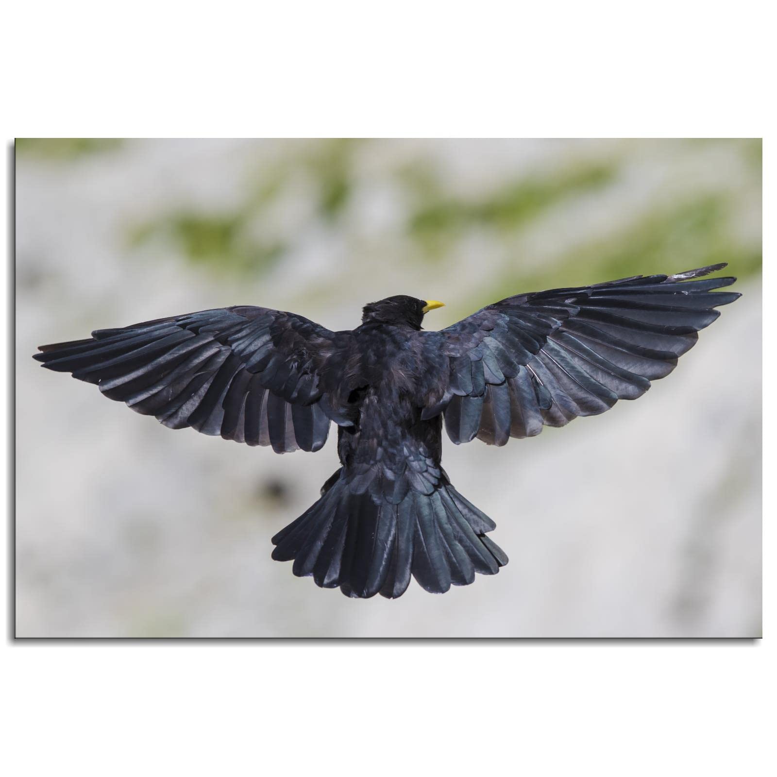 Bird Wings Spread Back