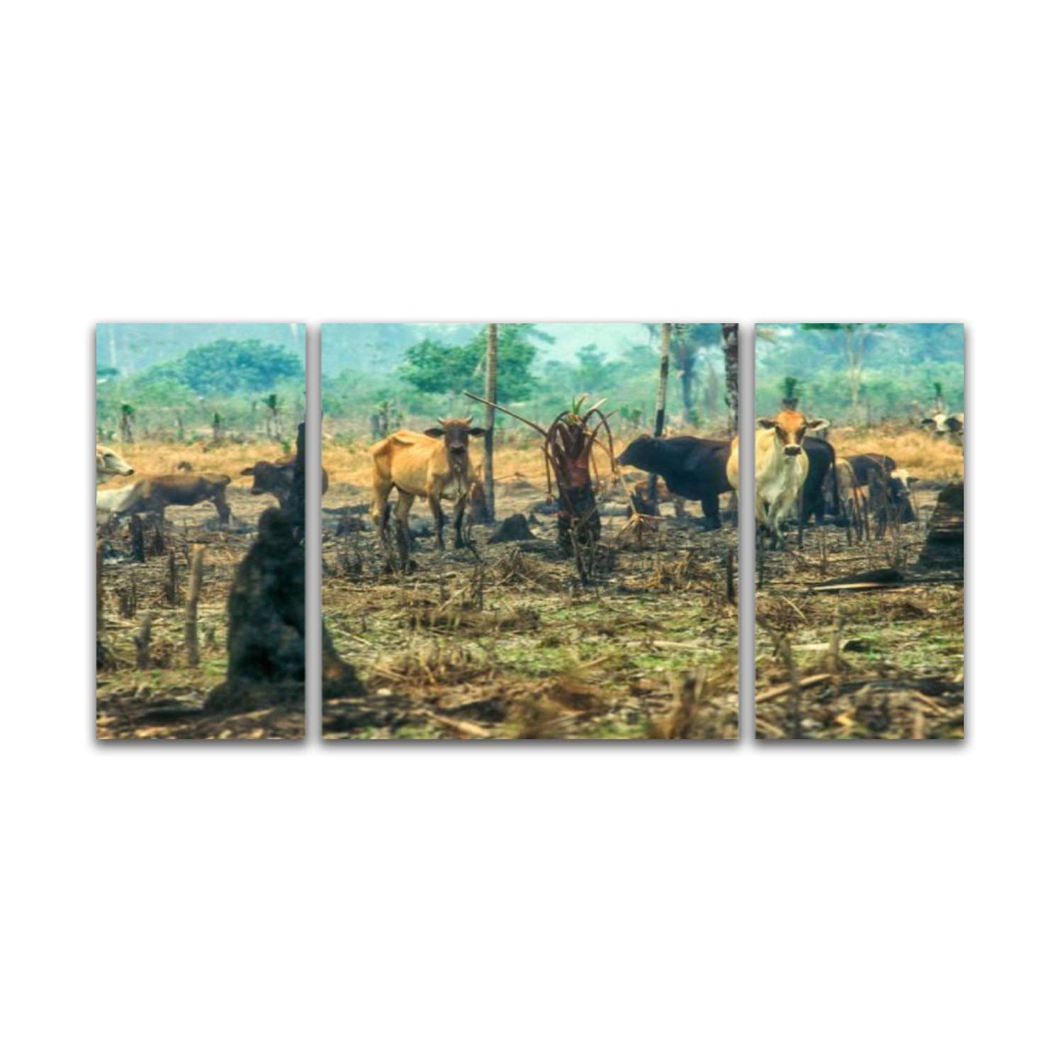 Cattle Ranching Painting