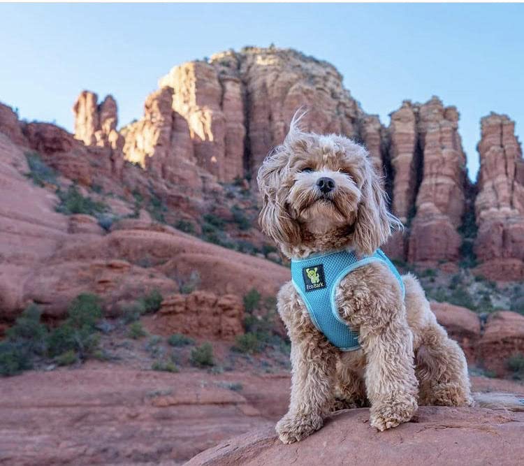 Snapklik.com : EcoBark Step In Dog Harness - Eco-Friendly Dog Harnesses ...