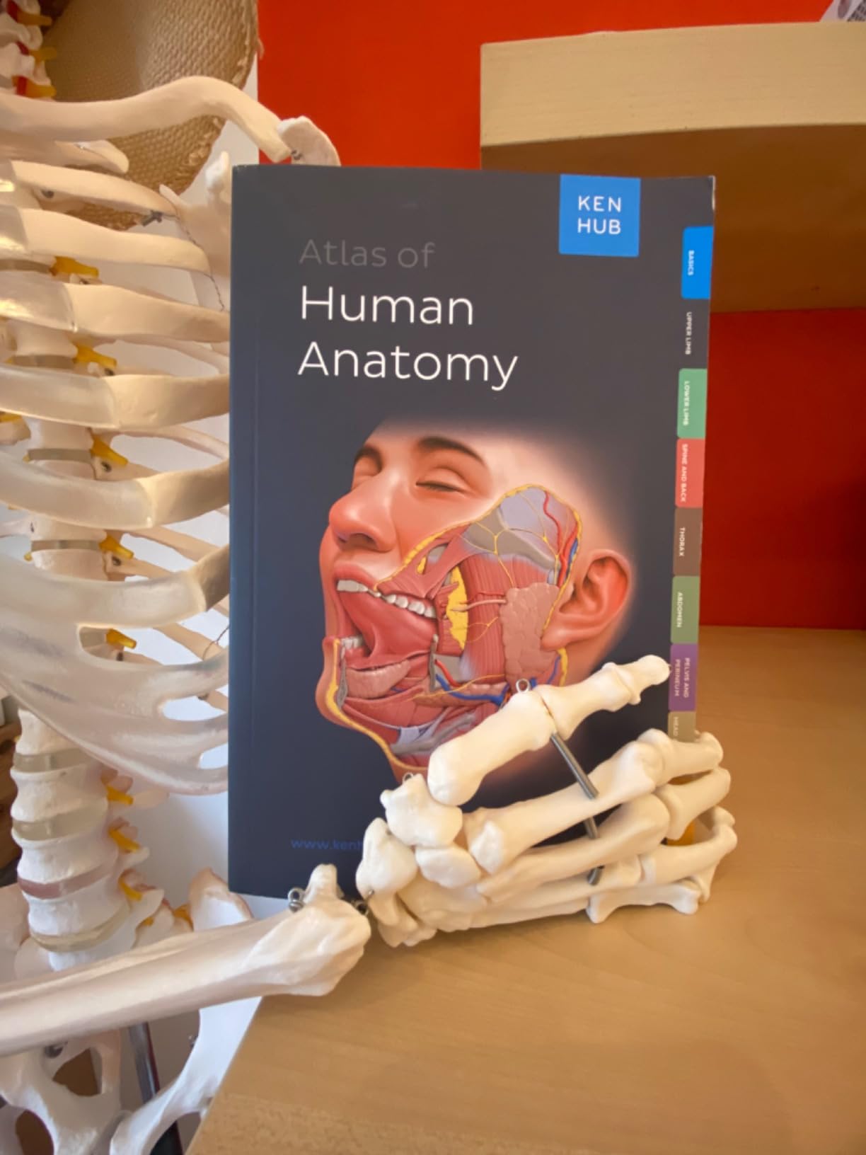 Kenhub Atlas of Human Anatomy : Kenhub GmbH, Pascoe, Mike: Amazon.de: Bücher