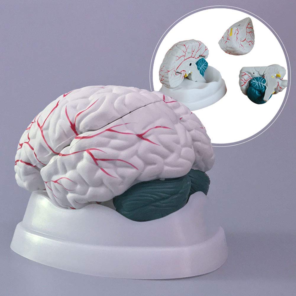 Buy Human Brain Model, Anatomically Accurate Brain Model Life Size ...