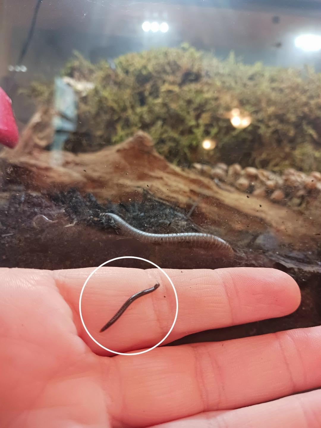 Amazon.com : Live Baby Giant North American Millipede, 3/4"-1" Babies ...