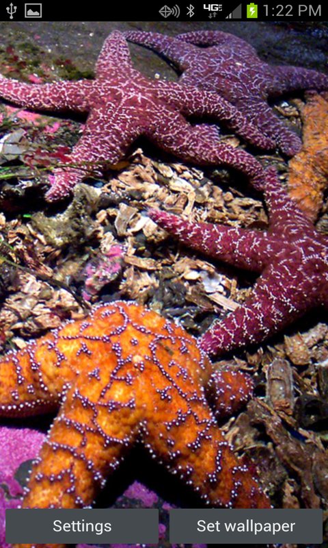 surreal starfish hd - App on Amazon Appstore