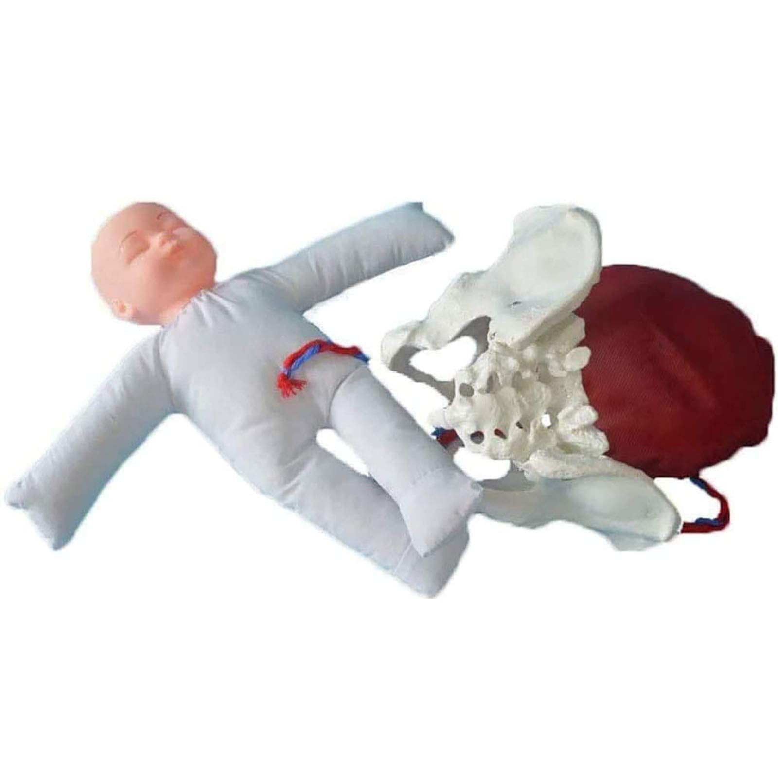Buy Female Pelvis Childbirth Model - Standard Childbirth Simulator with ...