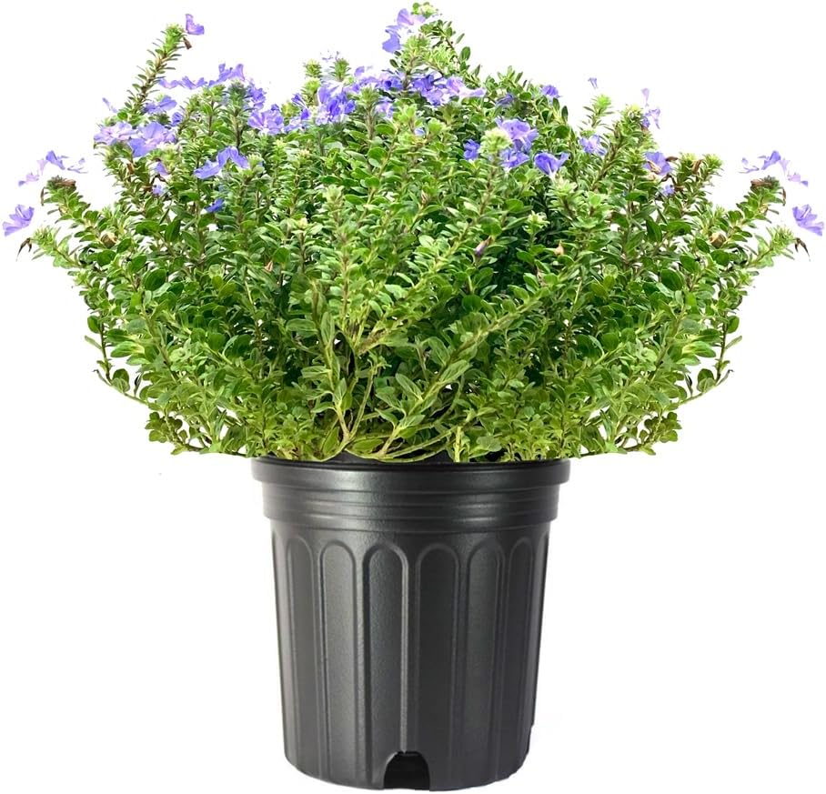 Amazon.com : Beach Bum Blue I 1 Large Gallon Size Plant I Evolvulus ...