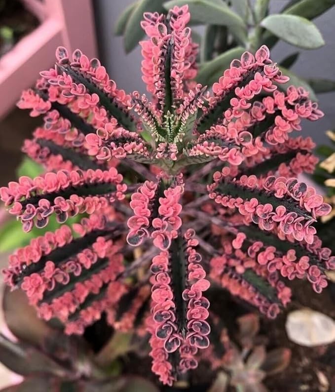 Amazon.com : Variegated Pink Mother of Millions Plant Seeds, 100 Count ...