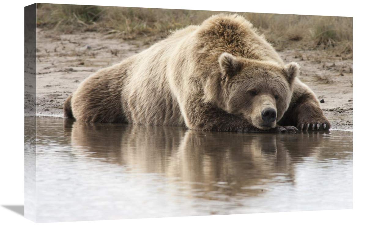 Grizzly Bear Sleeping On Back