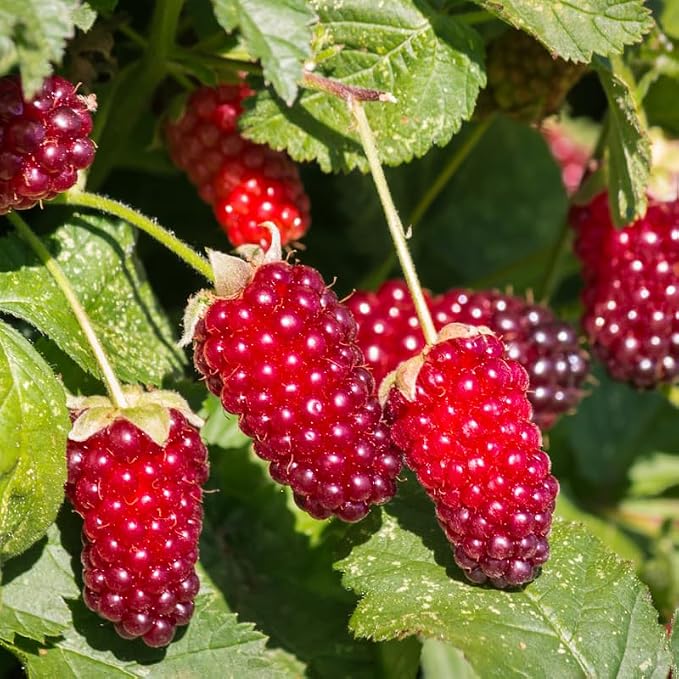 Amazon.com : Loganberry Plant, 4-6 Inch Tall Red Sweet Berry Fruit Live ...