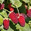 Amazon.com : Loganberry Plant, 4-6 Inch Tall Red Sweet Berry Fruit Live ...