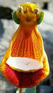 Amazon.com : 20 PCS Aliens Flower Calceolaria Uniflora Seeds.#206 ...