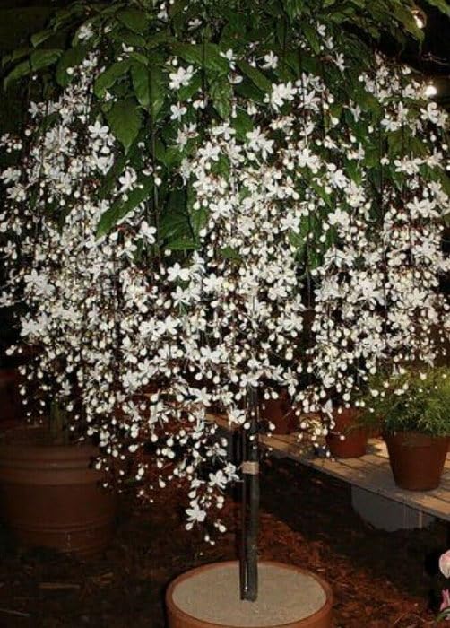 Creative Farmer Clerodendrum Wallichii - Bridal Veil For Terrace ...