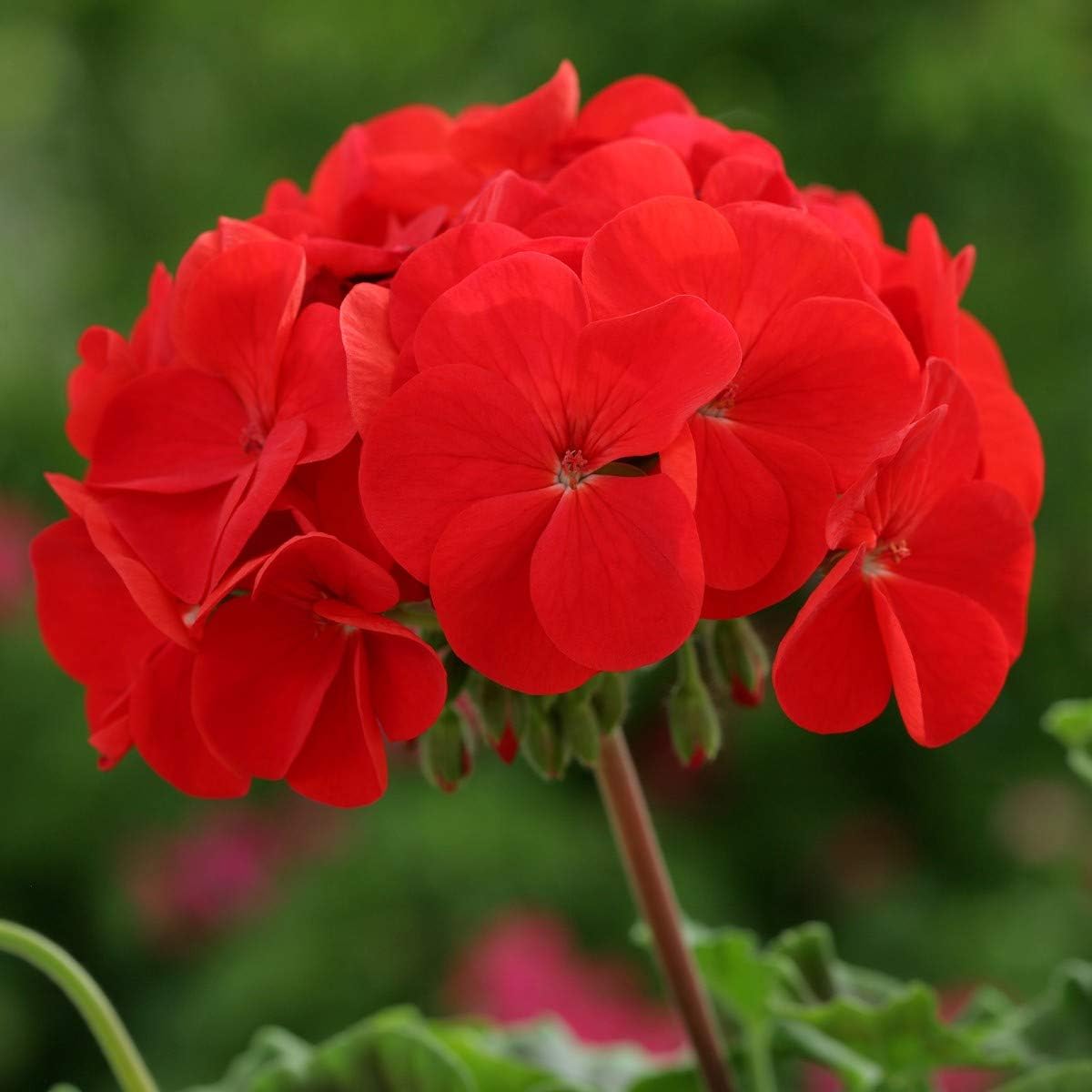 Geranium Zonal Mixed Colours Summer Garden Plug Plants Pack x6 : Amazon ...