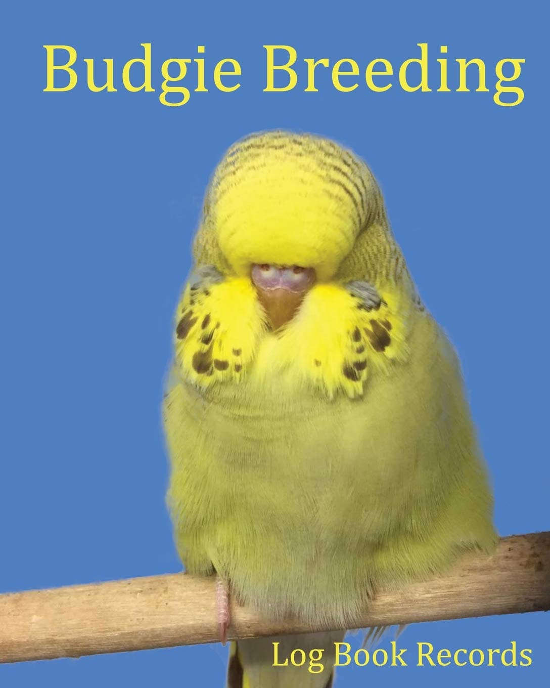 Budgie Breeding | atelier-yuwa.ciao.jp