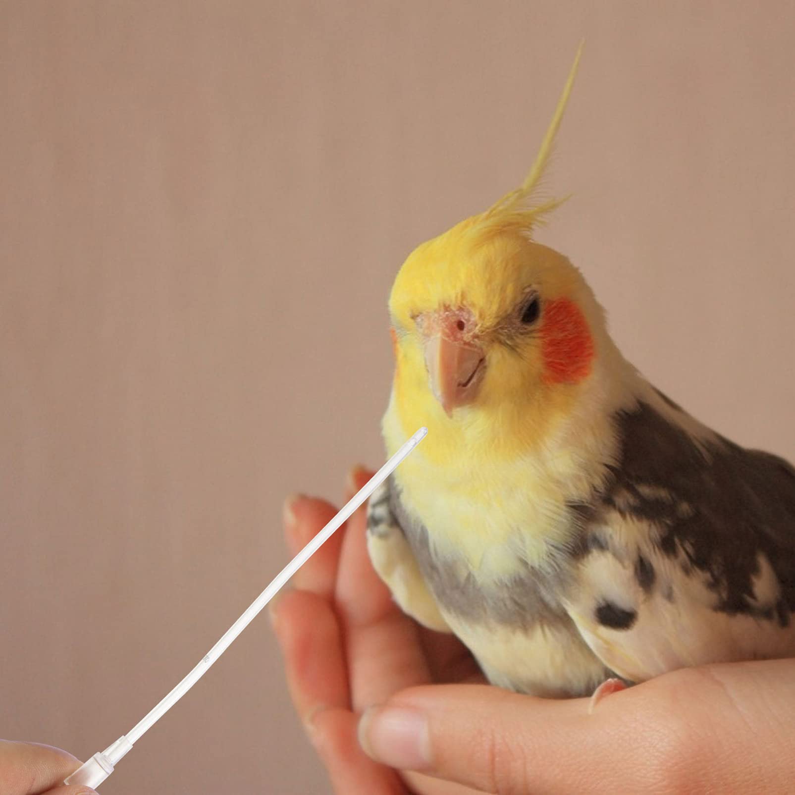 Liquid Food Dispenser 5PCS Bird Feeding Hoses - Transparent Plastic ...