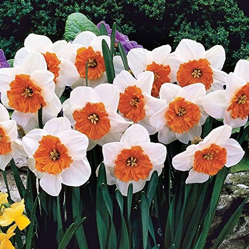 5 x Narcissus Large Cupped Cool Flame - Spring Flowering Bulbs - White ...