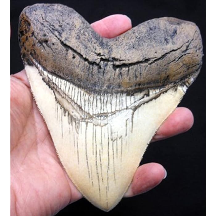 Buy 5.5 Inch Megalodon (Carcharodon megalodon) tooth, Ivory Color with ...