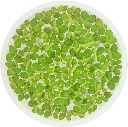 Amazon.com : Giant Duckweed, Spirodela polyrhiza, Live Aquarium/Aquatic ...
