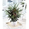 Calathea rufibarba Elgergrass in 12cm Pot - 40-50cm in Height inc Pot ...