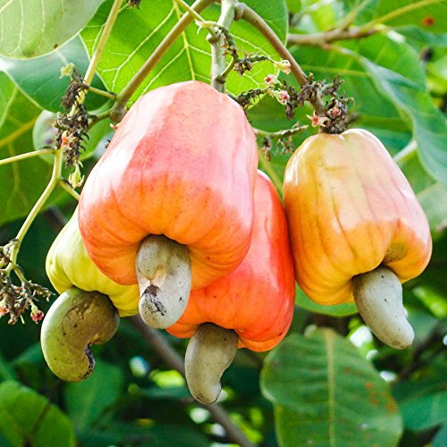 Royal Paradise Garden Rare Grafted Cashew Apple (Kaju) Fruit 1 healthy ...