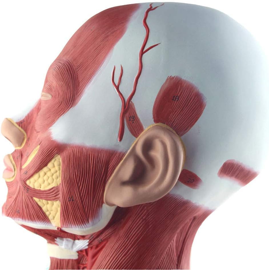 Modelo Anatomía Modelo Cabeza Anatómica Humana-Modelo Anatomía Muscular ...